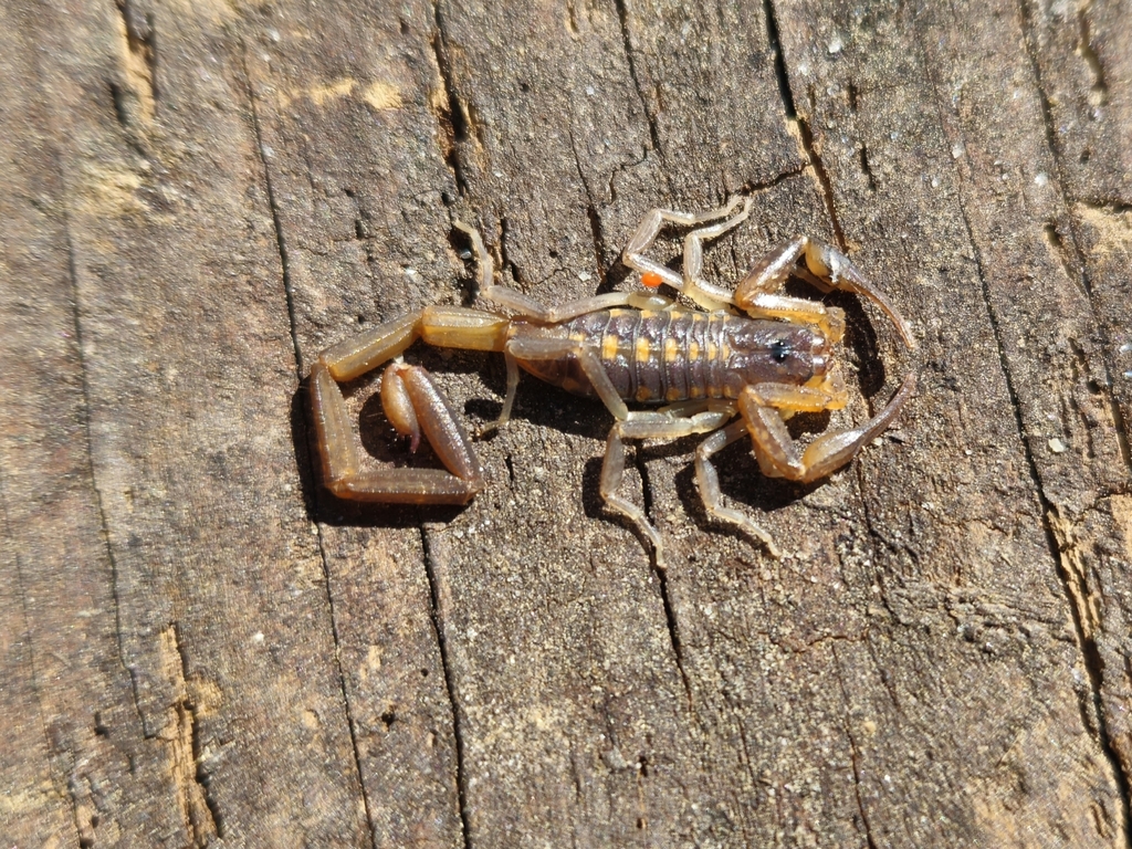 Hentz Striped Scorpion in October 2023 by captainjack0000 · iNaturalist
