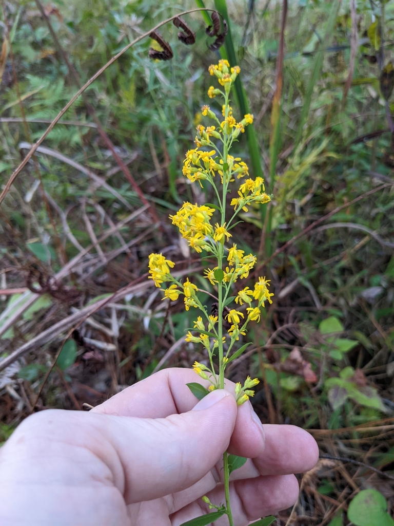 Solidago puberula pulverulenta from Samworth Wildlife Management Area ...