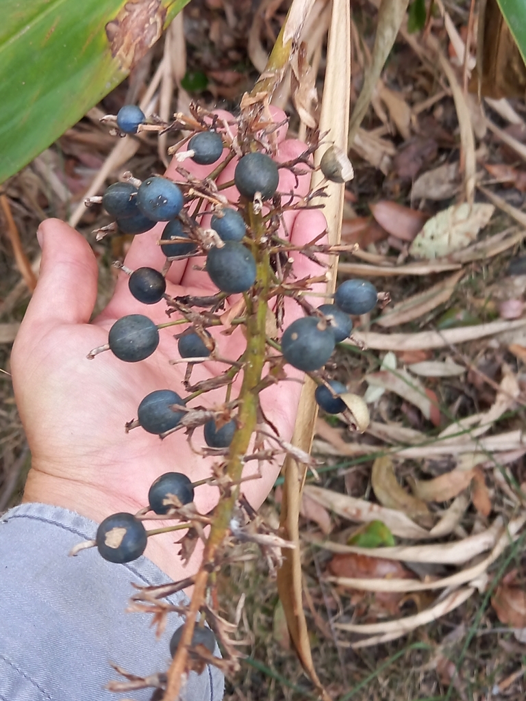 Native Ginger from Cornubia QLD 4130, Australia on October 25, 2023 at ...