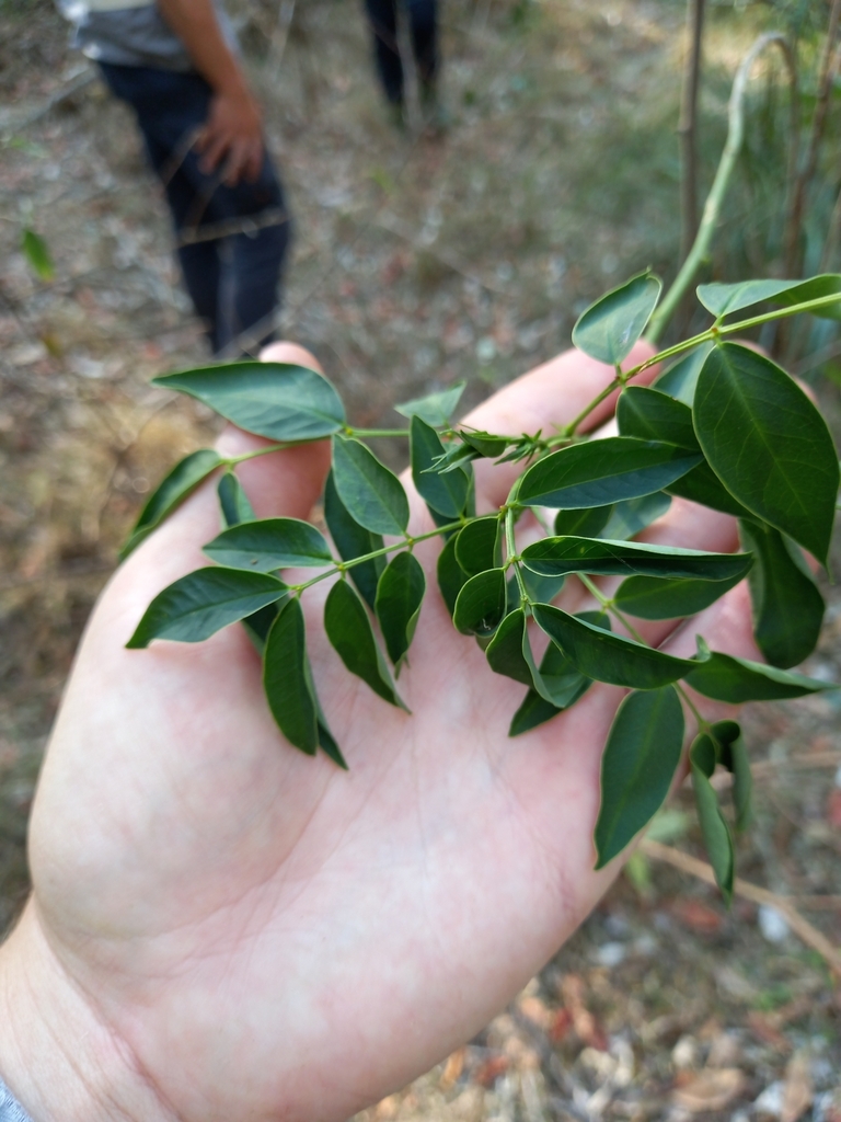 Arsenic Bush from Cornubia QLD 4130, Australia on October 25, 2023 at ...