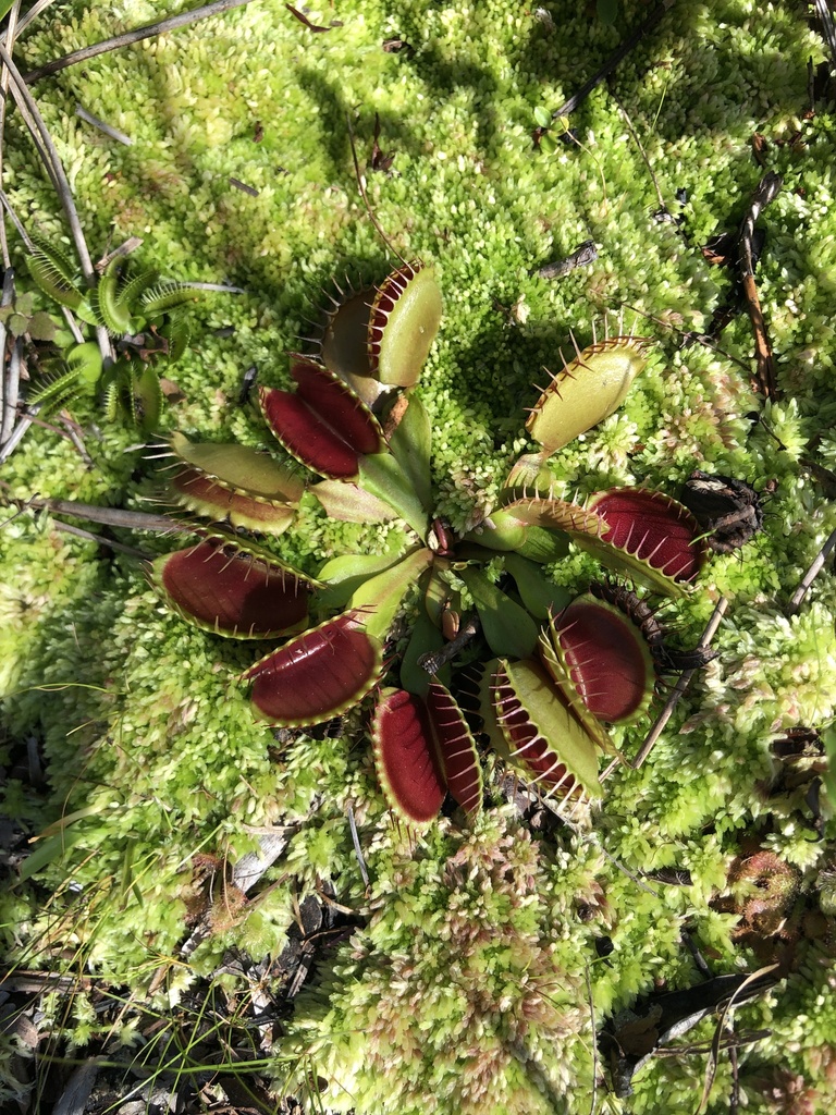 Venus flytrap in October 2023 by Lauren Watson · iNaturalist