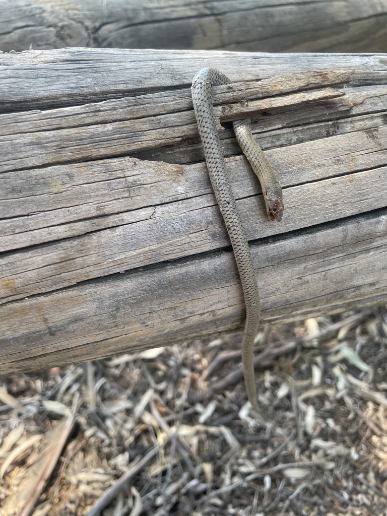 Patternless Delma from Narrabri, NSW, AU on October 25, 2023 at 11:28 ...