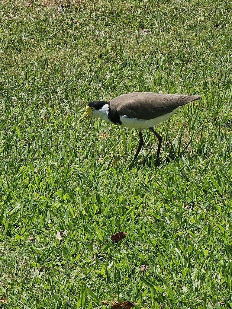 Masked Lapwing from Windsor Rd at Nambour TAFE, Burnside QLD 4560 ...