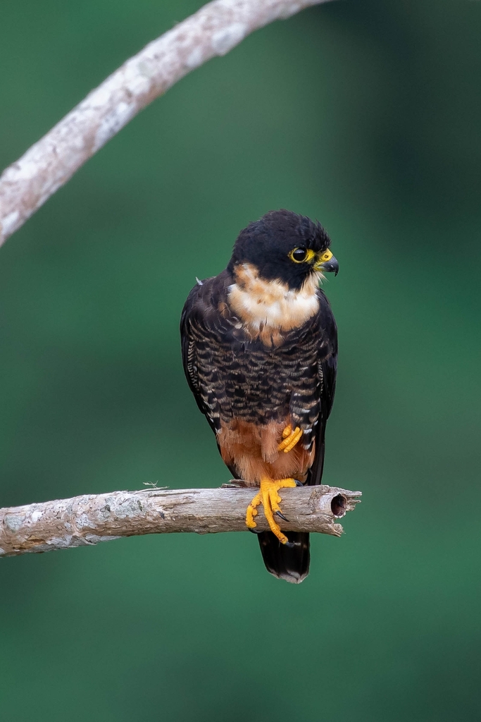 Bat Falcon from JV59+W87, Anton Valley, Panama on October 15, 2023 at ...