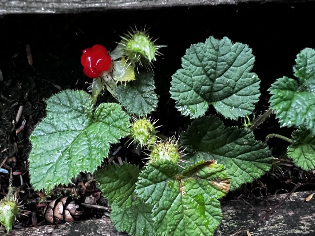 Rubus pectinellus from 272台灣宜蘭縣南澳鄉 on August 4, 2022 at 04:24 PM by ...
