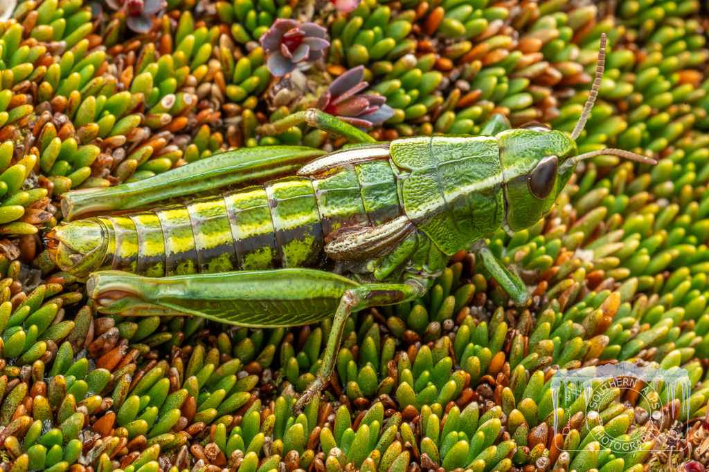 Alpinacris crassicauda from Lake Morgan, Westland, New Zealand on ...