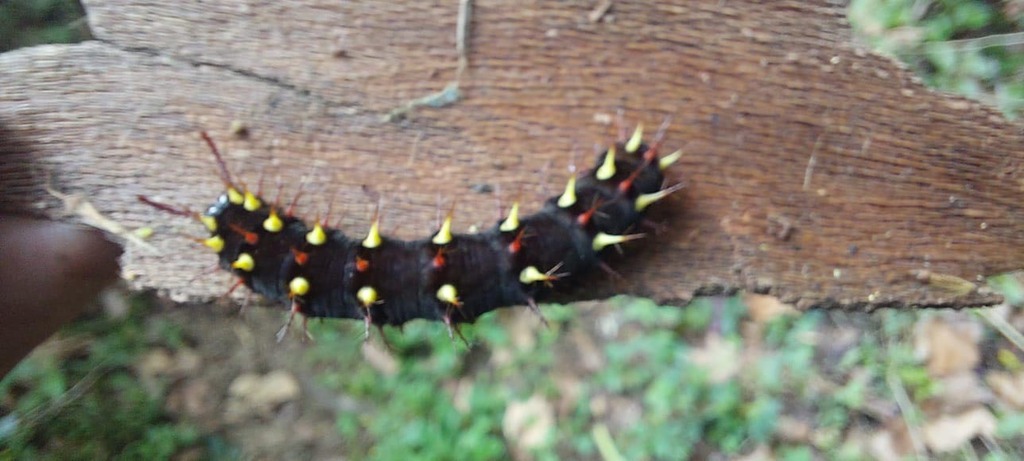 Siproeta epaphus epaphus from 91613 Tapachapan, Ver. on October 9, 2023 ...