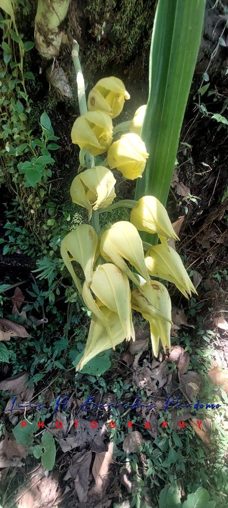 Mormodes maculata unicolor from 91613 Tapachapan, Ver. on October 17 ...