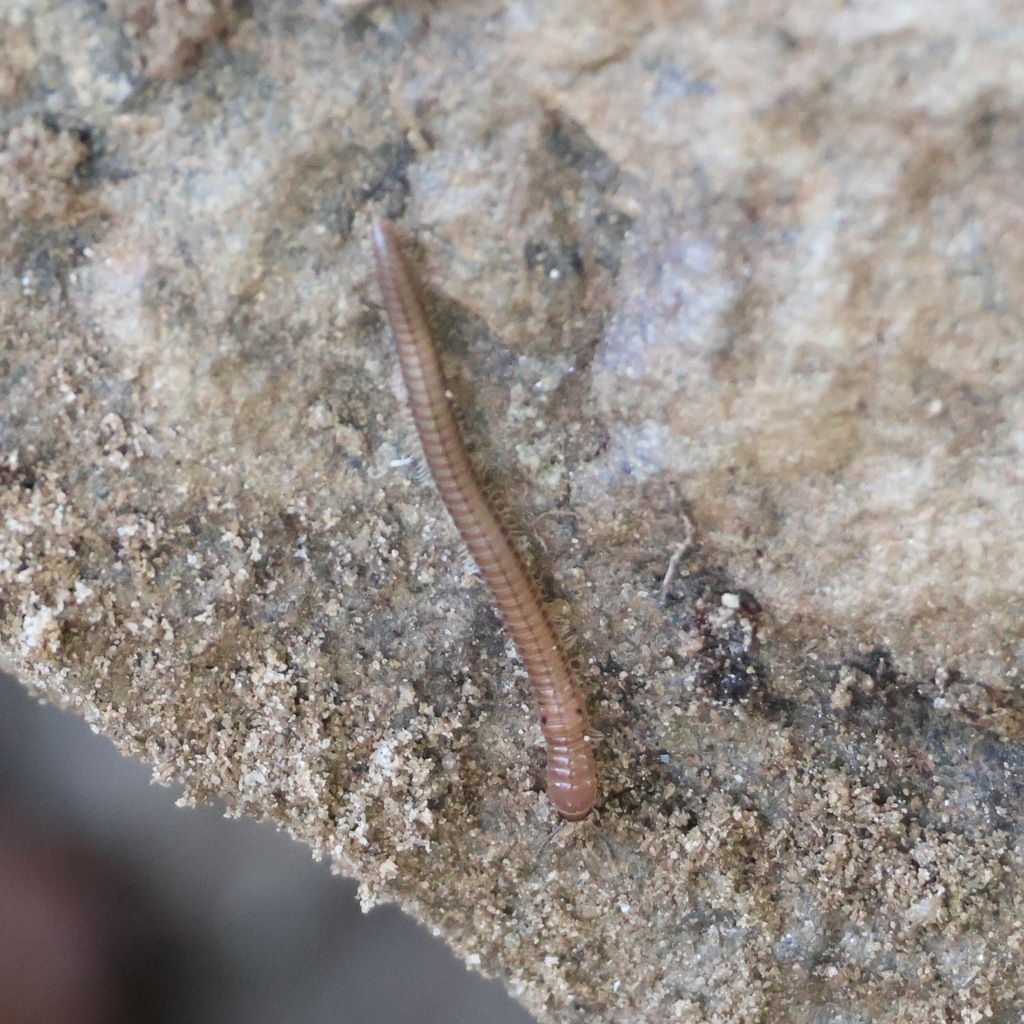 Eastern Crystal Millipedes from Sandy Springs, GA, USA on October 23 ...