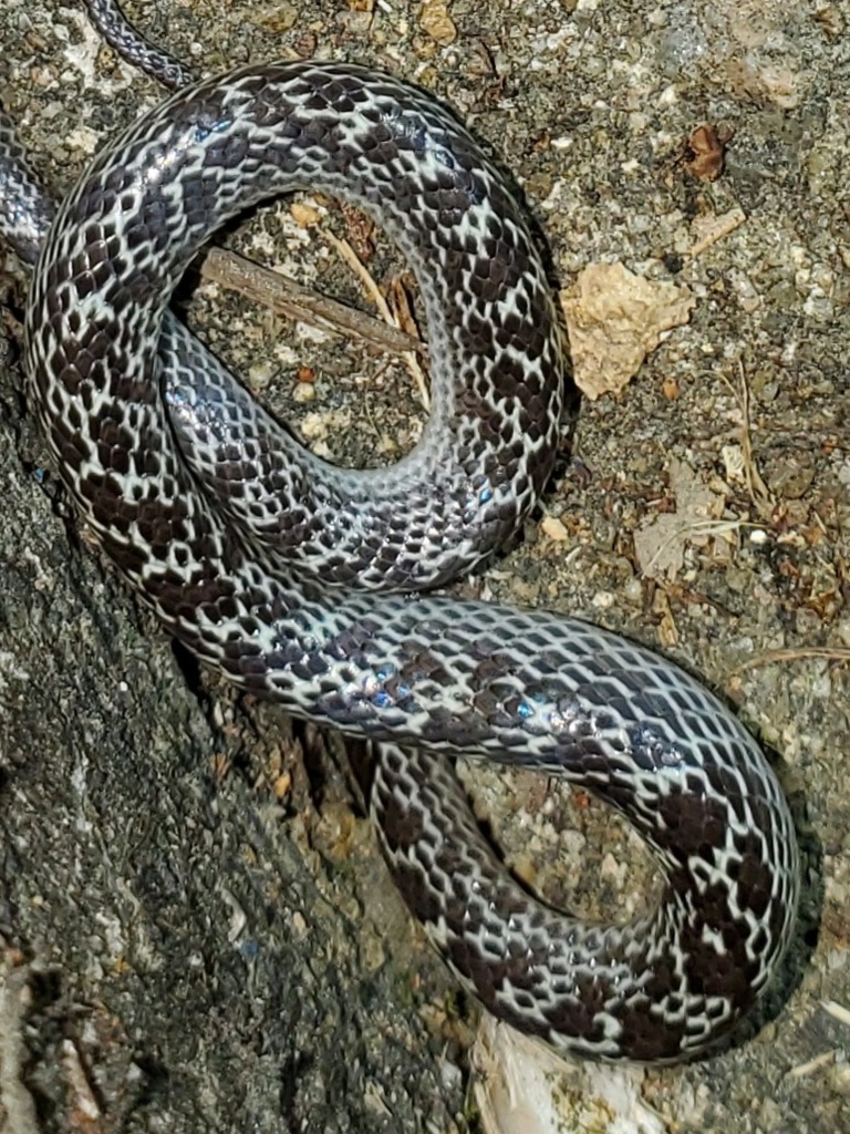 Common Wolf Snake from Hong Kong on October 24, 2023 at 10:58 PM by ...