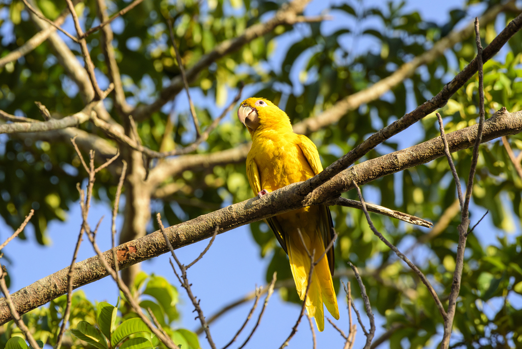 Golden Parakeet in October 2023 by Marcelo Maux · iNaturalist