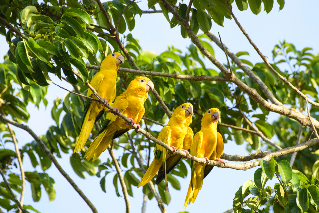 Golden Parakeet in October 2023 by Marcelo Maux · iNaturalist