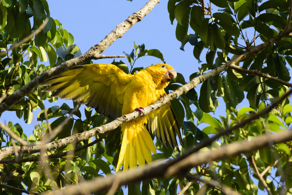 Golden Parakeet in October 2023 by Marcelo Maux · iNaturalist