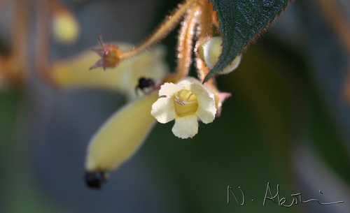 Moussonia hirsutissima · iNaturalist Mexico