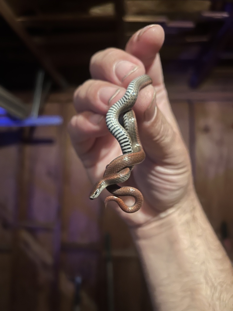 Sharp-tailed Snake from Crister Ave, Chico, CA, US on October 24, 2023 ...