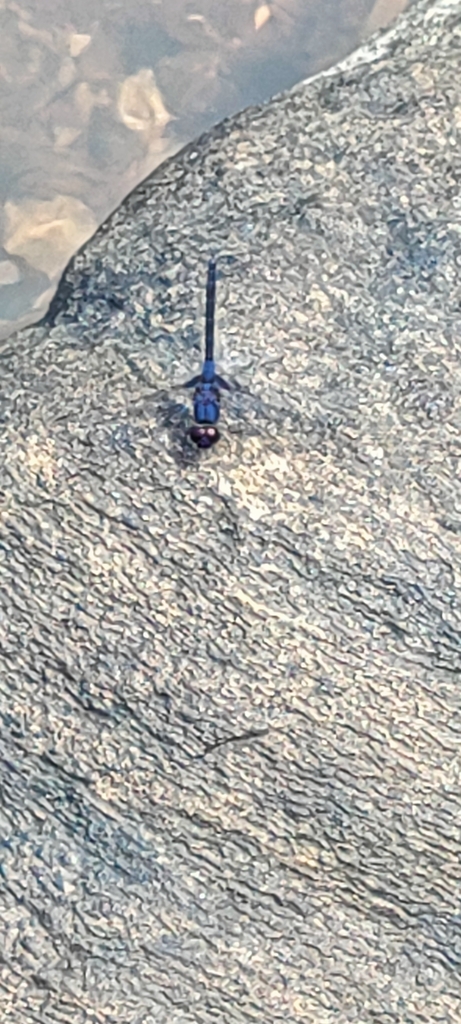 Indigo Dropwing from RJWW+HQM, Polluru, Andhra Pradesh 507113, India on ...