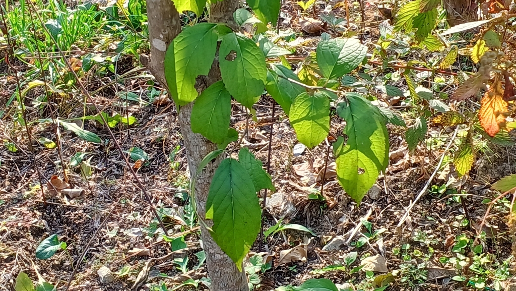 Gutta-percha Tree in October 2023 by 나병춘 · iNaturalist