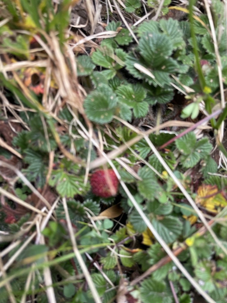 Fragaria hayatae from 合歡山國家森林公園, 仁愛鄉, NAN, TW on October 23, 2023 at 01 ...
