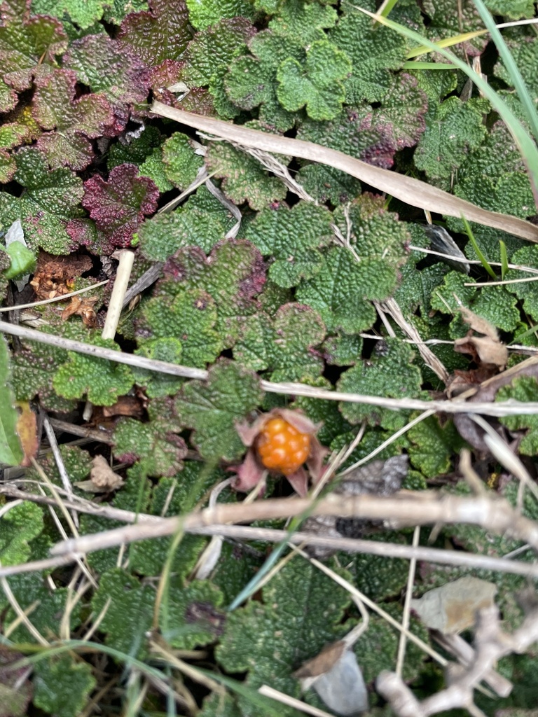 creeping Taiwan bramble in October 2023 by Chiajen Chu · iNaturalist