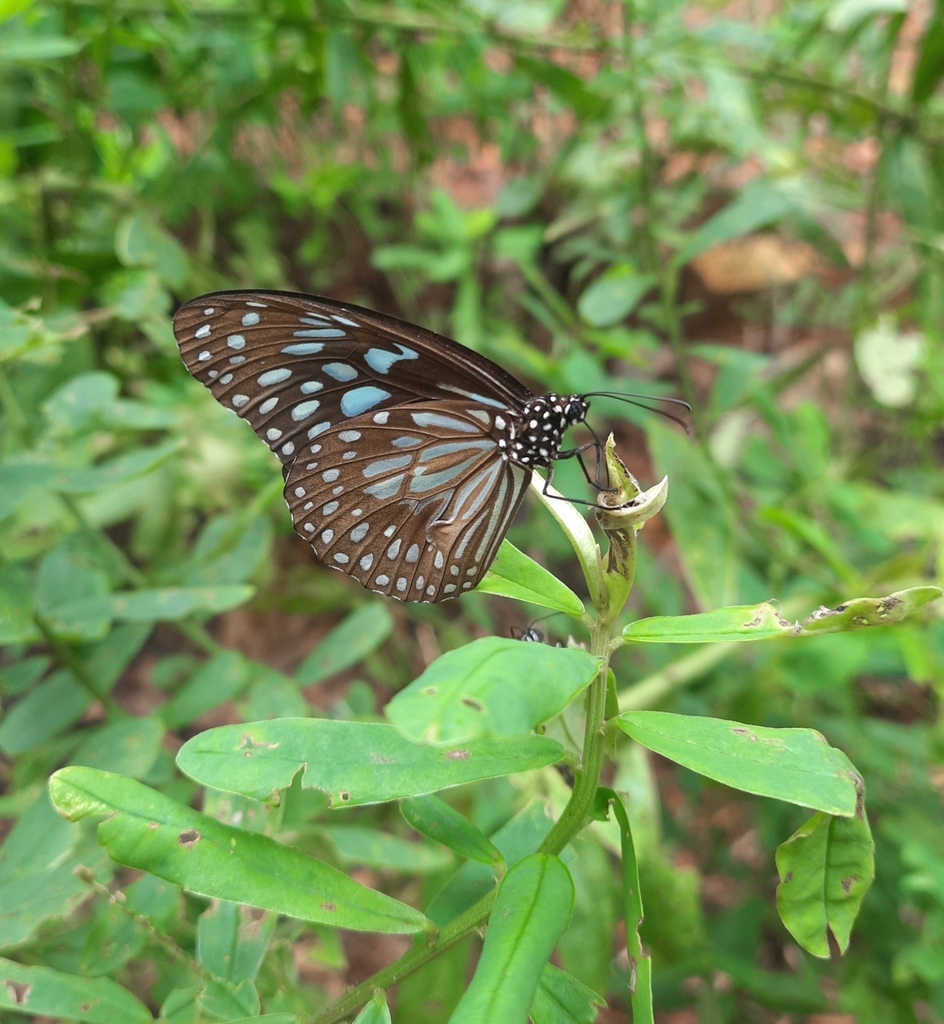 Dark Blue Tiger Butterfly from Nilambur, Kerala, India on October 23 ...