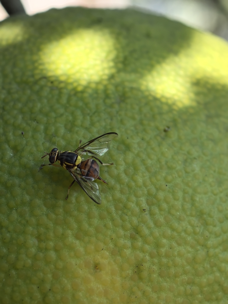 Oriental Fruit Fly from Wuhan, CN-HU, CN on October 21, 2023 at 01:25 ...