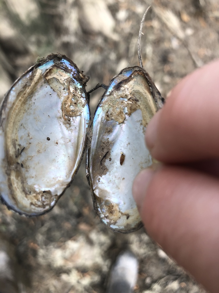 River Mussels from 77345, Houston, TX, US on March 18, 2019 at 02:56 PM ...