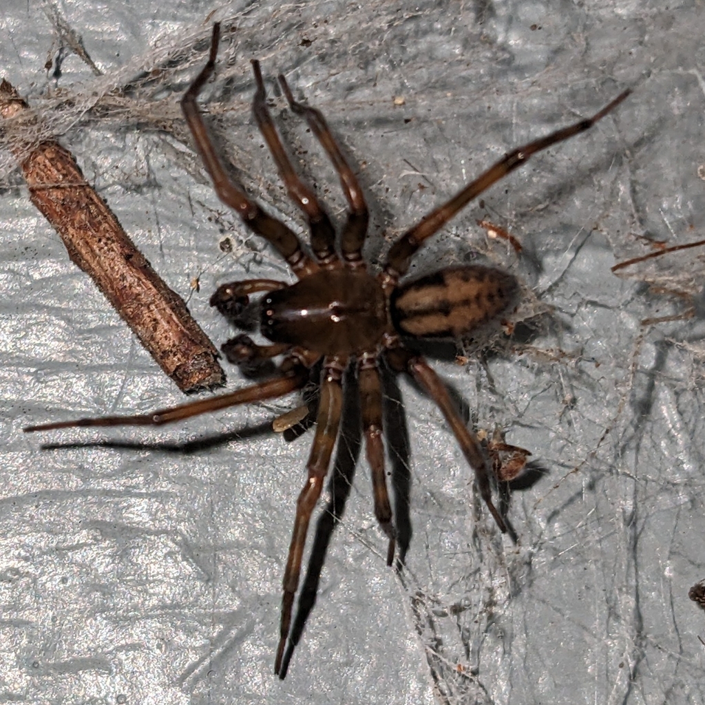 Callobius pictus in October 2023 by Alex Mohr · iNaturalist