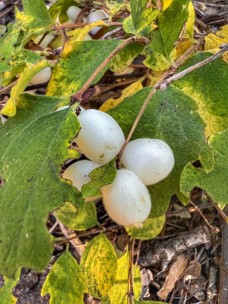 creeping snowberry from Sequoia & Kings Canyon National Parks, Three ...