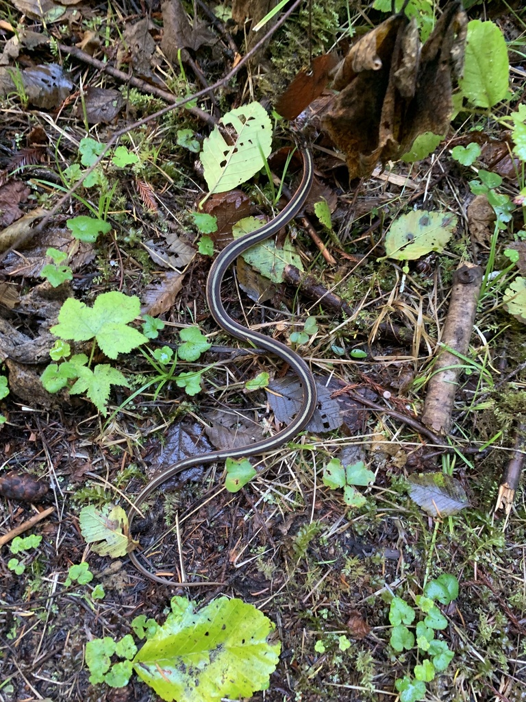Common Garter Snake from Russian Gulch State Park, Mendocino, CA, US on ...