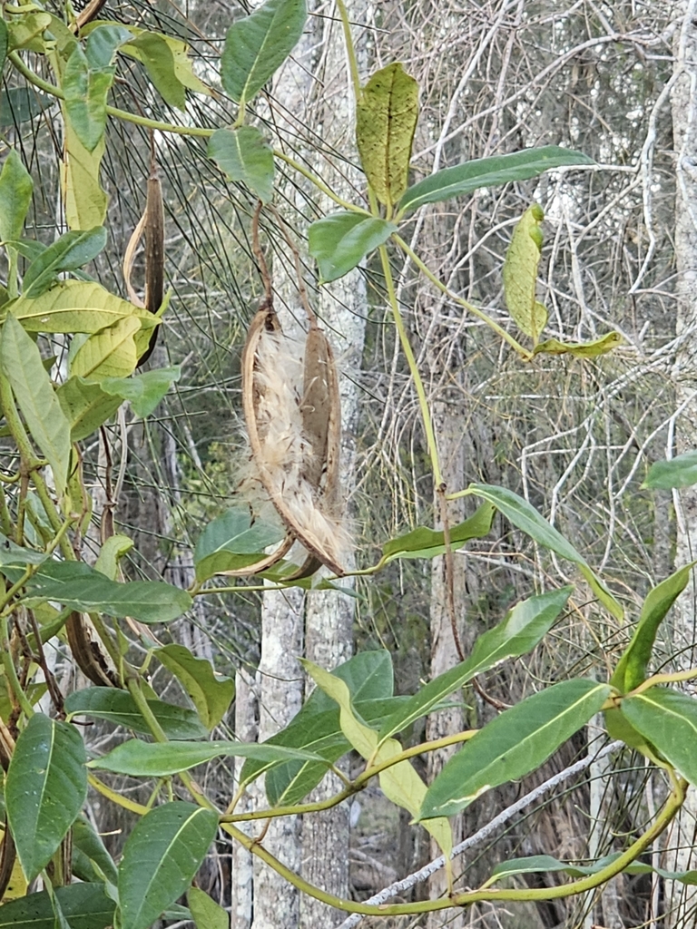 Common Silkpod from Bli Bli QLD 4560, Australia on October 25, 2023 at 05:29 PM by Matthew ...