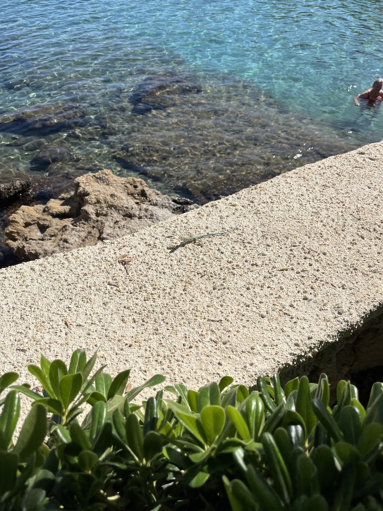 Pelasgian Rock Lizard from Middelhavet, GR on October 10, 2023 at 11:16 ...