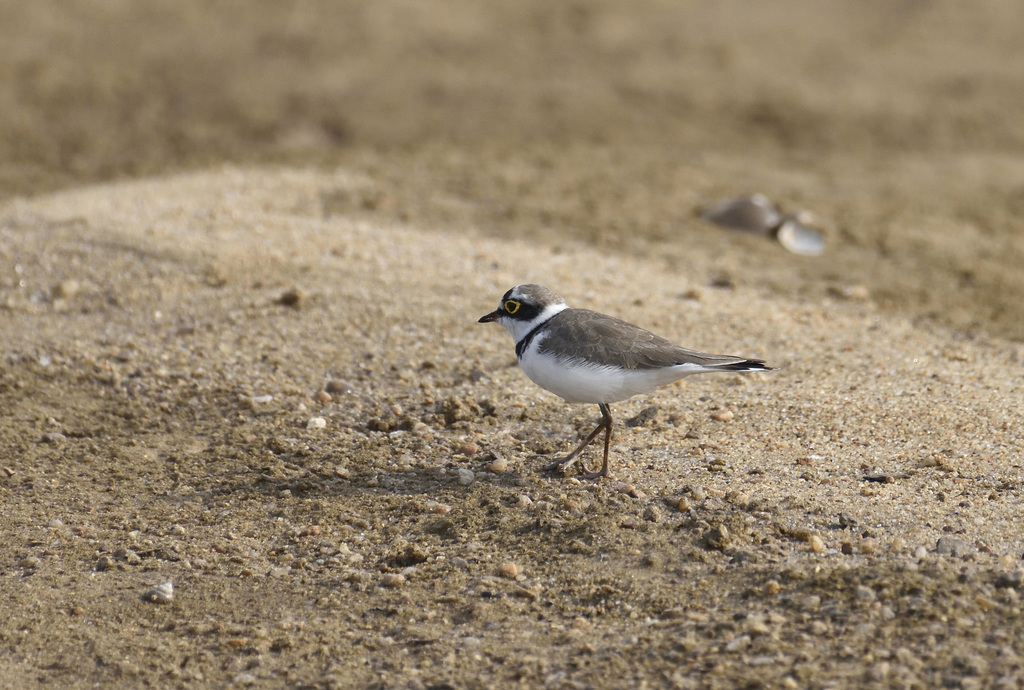 Little Ringed Plover from Athagarh Road, Mundali, Odisha 754006, India ...