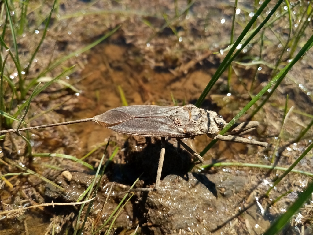 Laccotrephes from Grahamstown, Makhanda, 6139, South Africa on October ...