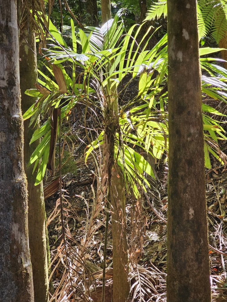 Walking stick palm from Urliup NSW 2484, Australia on October 25, 2023 at 02:30 PM by Luis ...