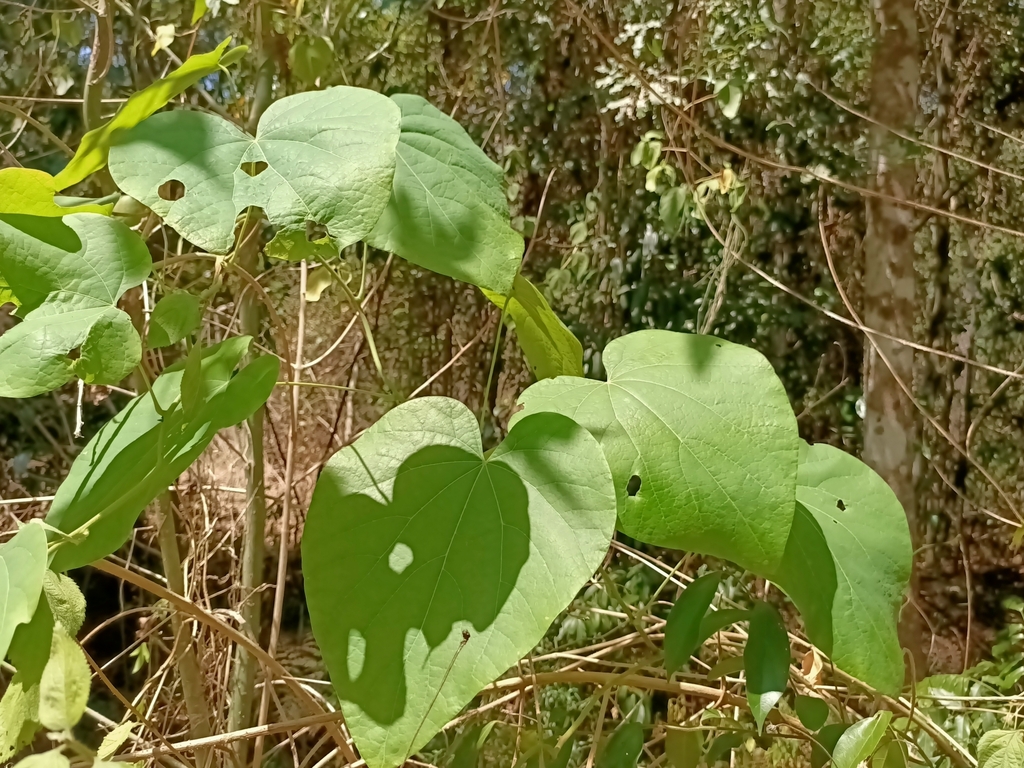 Big-Leaf Vine from Lake Manchester QLD 4306, Australia on October 25 ...