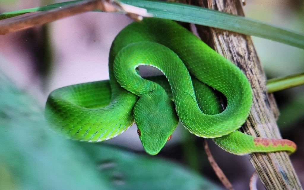 Pope’s Tree Viper from GHVJ+424 Sirithan Waterfall, Tambon Ban Luang ...