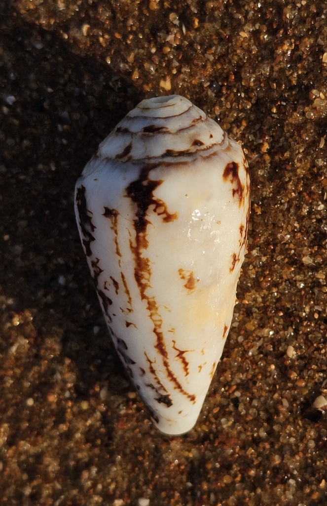 Queen Victoria Cone from Port Hedland, AU-WA, AU on October 25, 2023 at ...