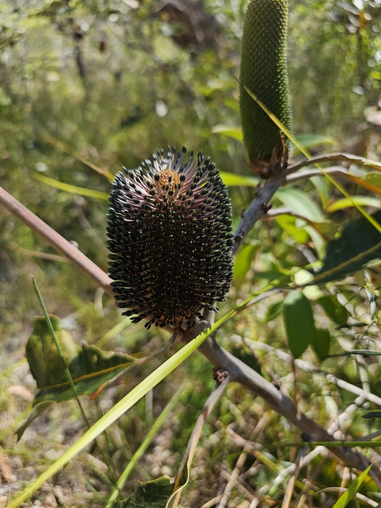 Swamp Banksia from Bli Bli QLD 4560, Australia on October 25, 2023 at ...
