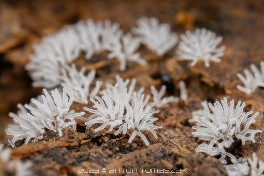 Honeycomb Coral Slime Mold in October 2023 by Artur Tomaszek · iNaturalist