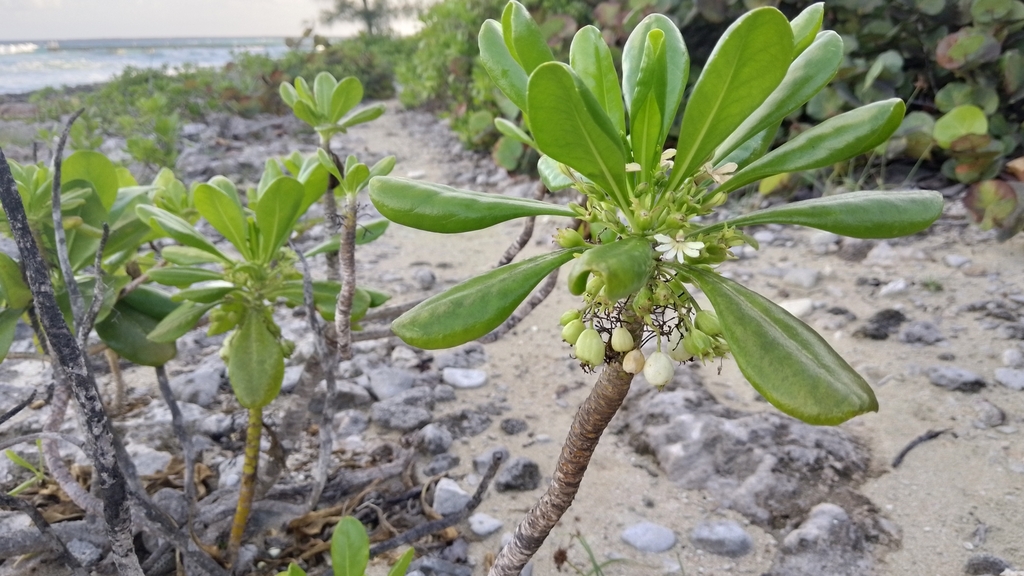 beach naupaka from West Bay, Cayman Islands on October 25, 2023 at 07: ...