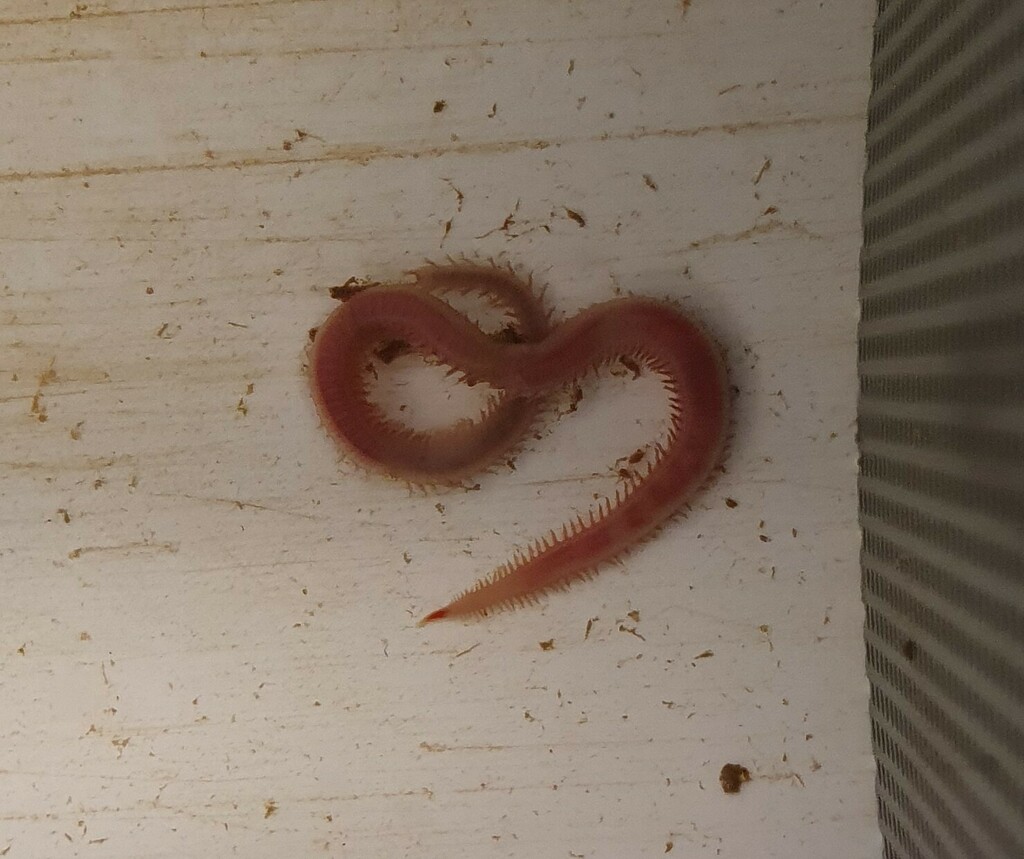 Glycera from Kosterfjorden, Sverige on October 6, 2022 at 01:07 PM by ...