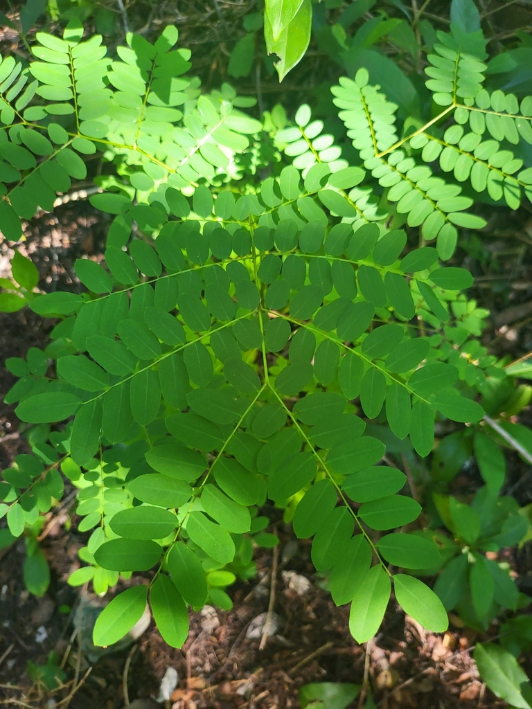 Saga Tree from Monroe County, US-FL, US on October 24, 2023 at 10:54 AM ...
