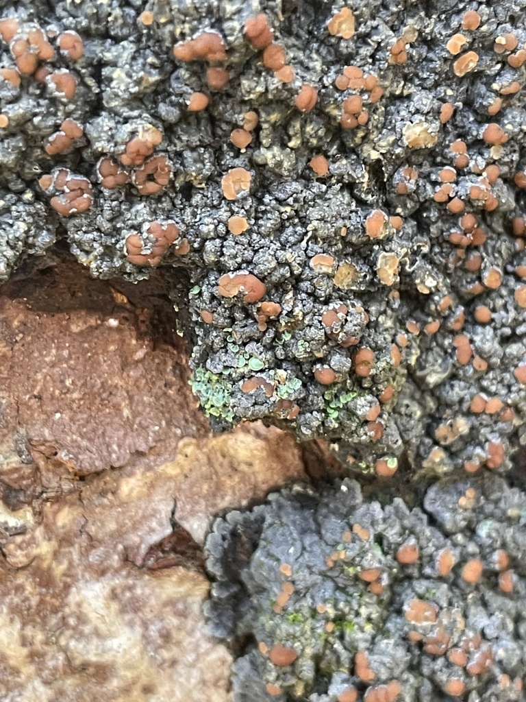 Elf Ears lichen from Digby, NS, CA on October 11, 2023 at 03:00 PM by ...