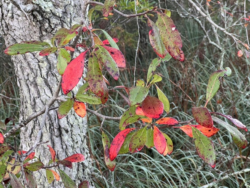 Swamp tupelo from Thompson Bayou, Pensacola, FL, US on October 25, 2023 ...