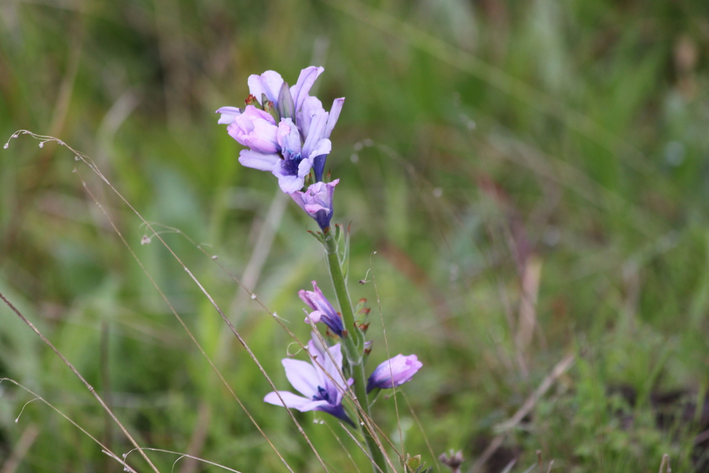 Baboon Root on July 31, 2023 at 10:27 AM by Newill Dynaard · iNaturalist