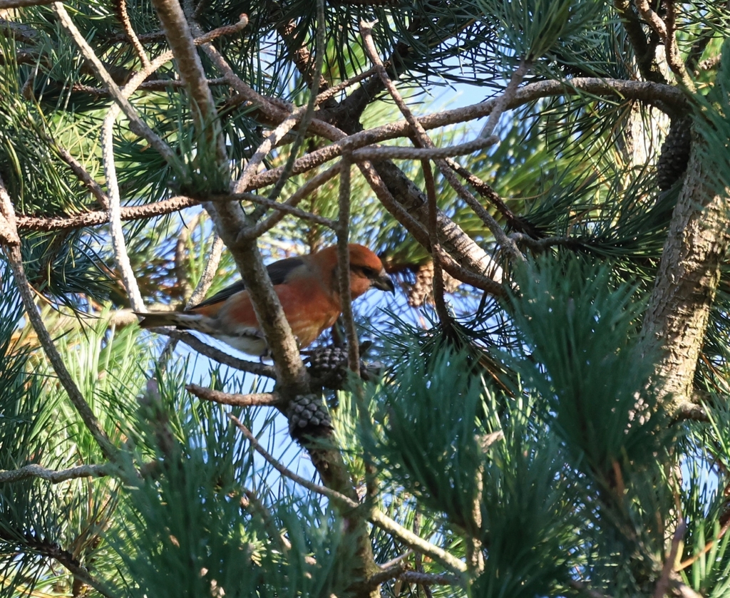 Red Crossbill from Widdop, Hebden Bridge HX7 7AT, UK on October 15 ...