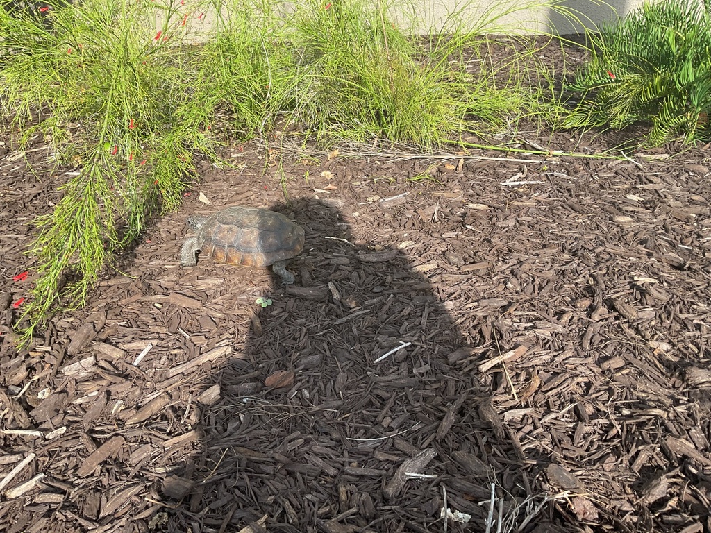 Gopher Tortoise in October 2023 by Tyler Farkas. Brown and dark grey ...