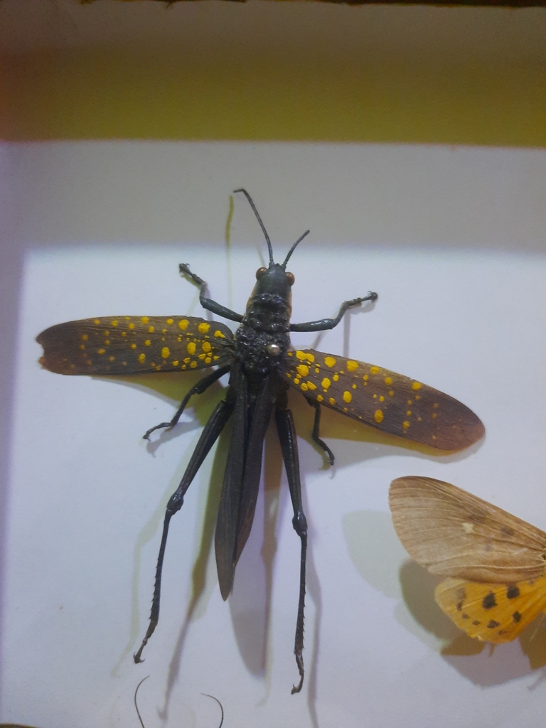 Spotted Locust from 9GMP+VX, Patugadadharpur, Odisha 754008, India on ...