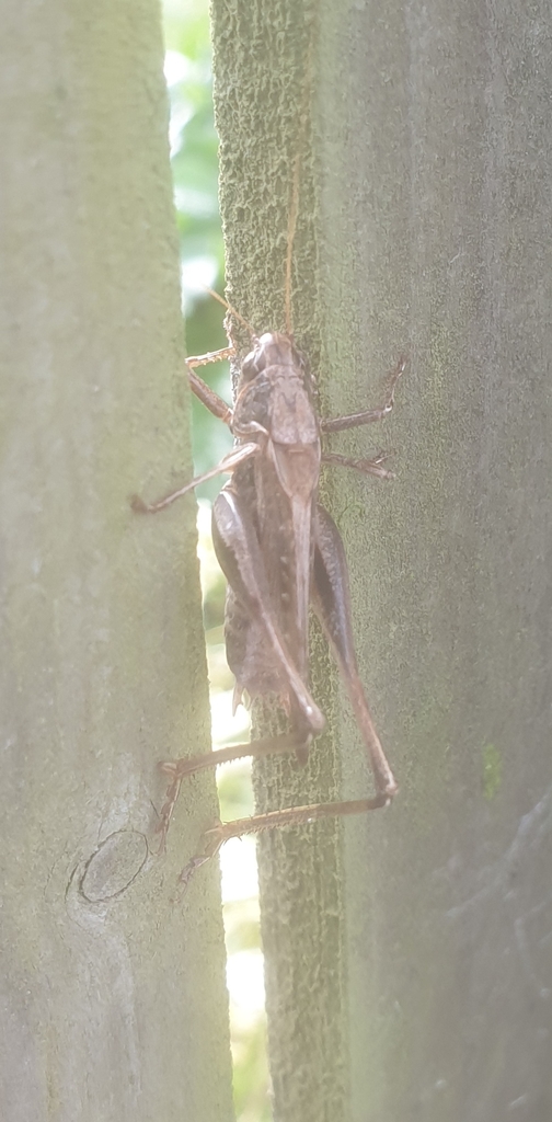 Grey Bush-cricket from Landéda, France on October 25, 2023 at 03:25 PM ...