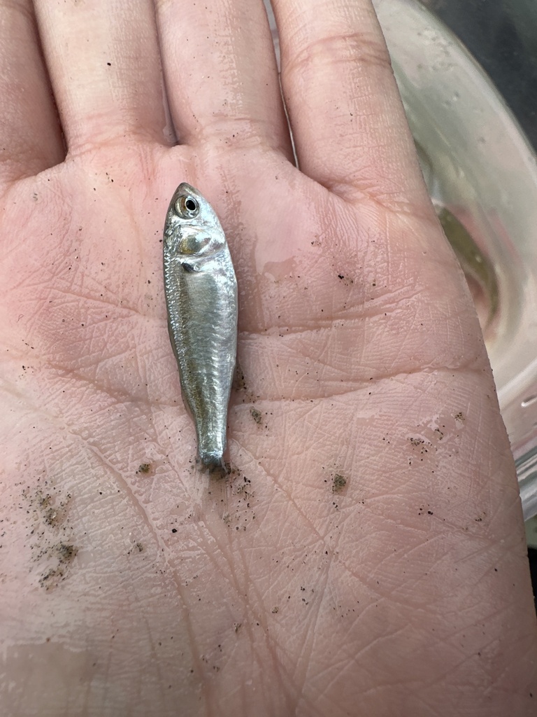 Sea Mullet from San Juan Cove, San Diego, CA, US on October 25, 2023 at ...